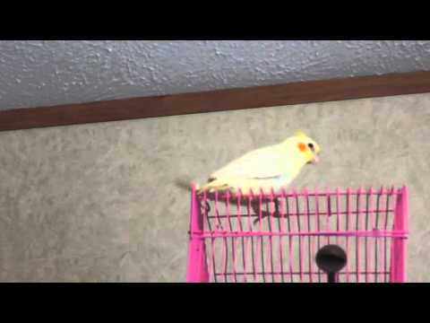 Little White Magic Cockatiel Show-The Early Years! Part 2 - YouTube