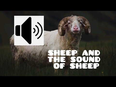 the sound of sheep,звуки барана - YouTube