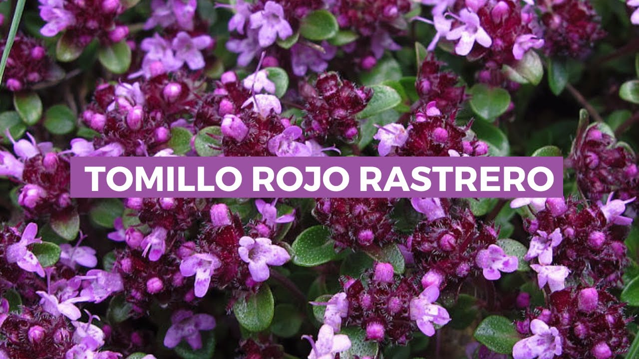 Tomillo Rojo Rastrero "La planta que cambiará tu jardín" - YouTube
