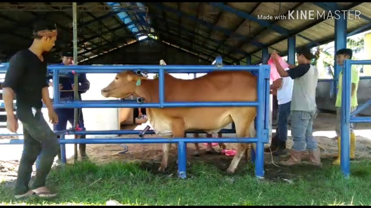 Pemeriksaan Status Reproduksi Sapi BX - YouTube