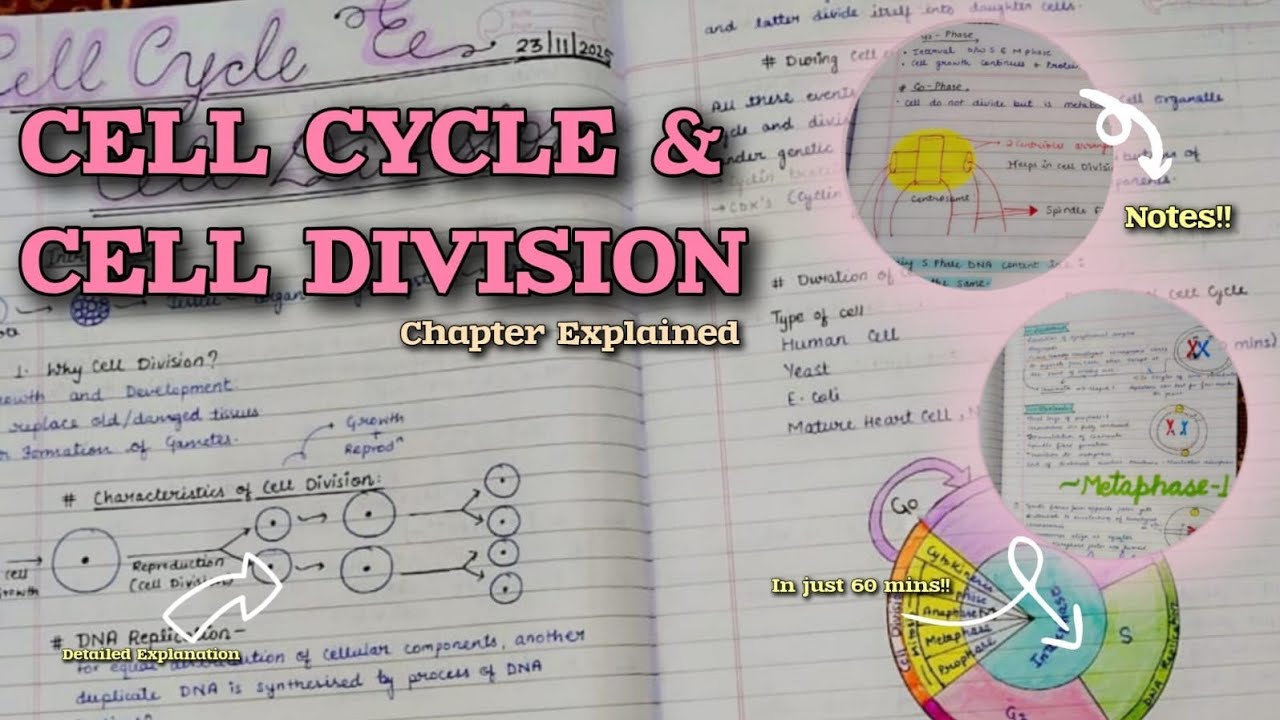 Cell Cycle and Cell Division || Complete Chapter || Class 11 # ...