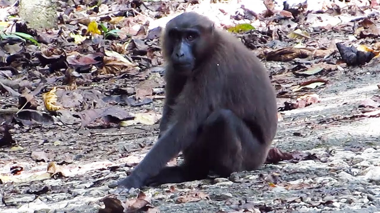 Moor Macaque - Karaenta Forest, Sulawesi - YouTube
