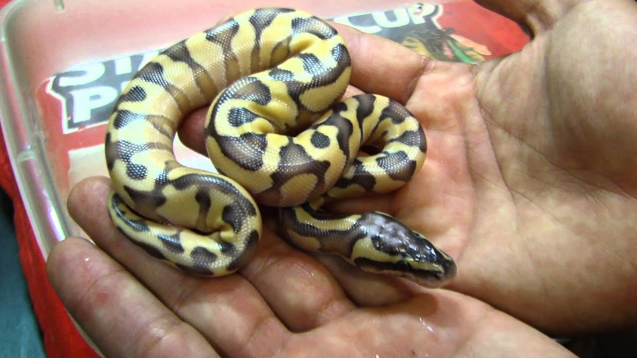Clutch 3. Lesser Enchi x Pastel Calico... - YouTube