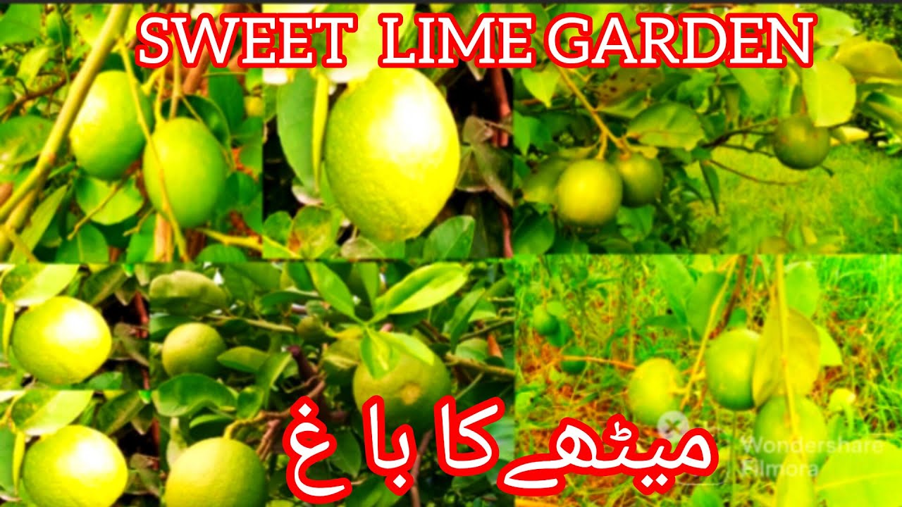 SWEET LIME GARDEN | GROWING SWEET LIME FRUIT | HEALTHY FRUIT | MITHAY ...