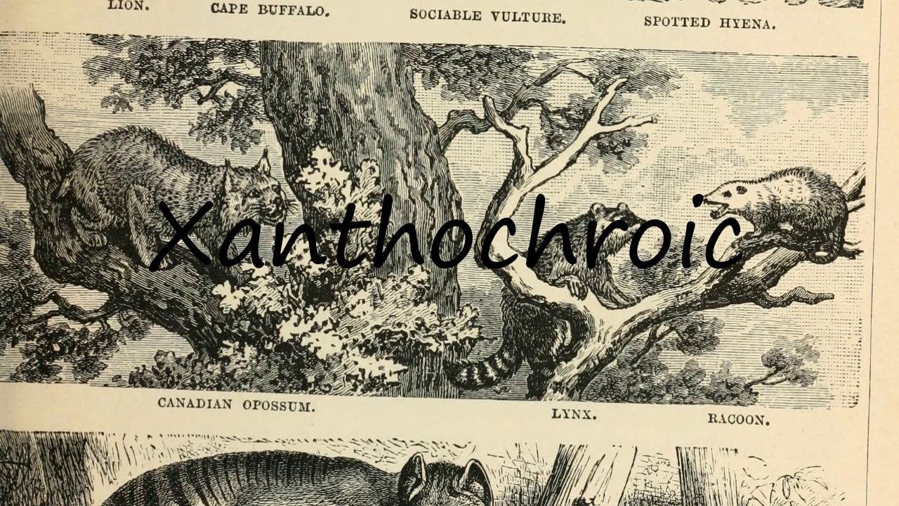 How to Pronounce Xanthochroic? - YouTube