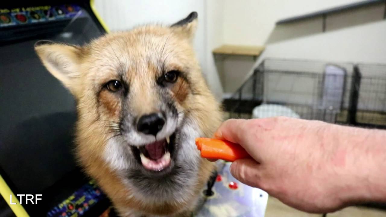 Loki the red fox having a carrot - YouTube