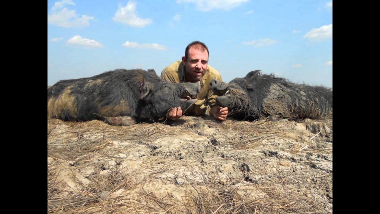 pig hunting nt - YouTube