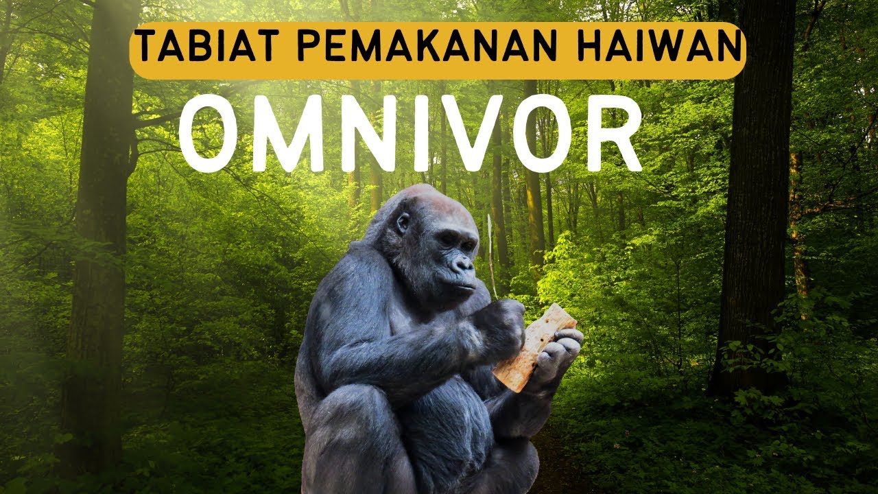 Tabiat Pemakanan Haiwan ( Part 3 Omnivor) - YouTube