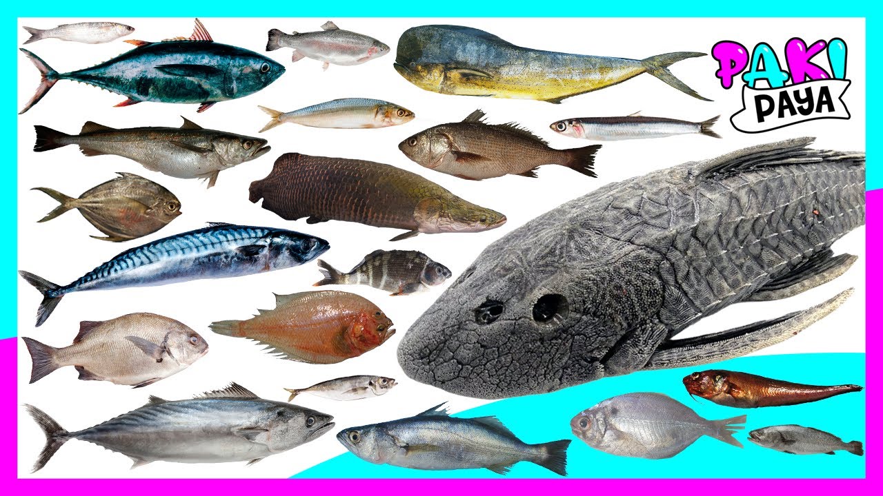 ¡EXTRAORDINARIOS PECES DEL MAR PERUANO! 🐟🟥⬜🟥 Y PECES DE RÍO / FISH MOST ...
