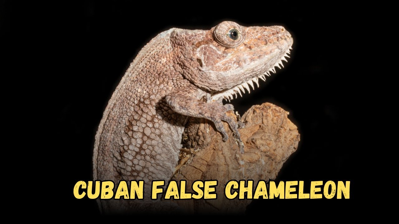 cuban false chameleon, best Chameleon Species To Keep As Pets Care ...