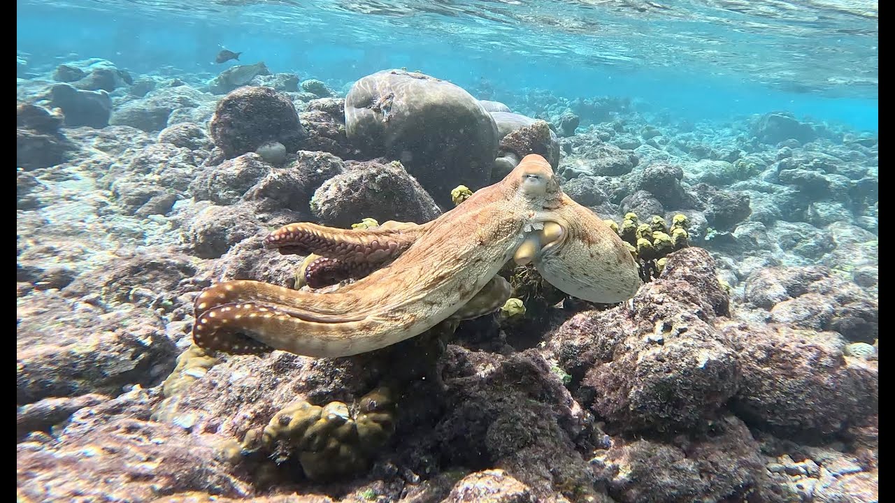 Maldives Octopus - Jan 2023 - YouTube