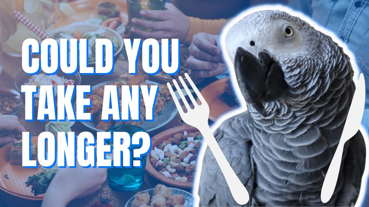 African Grey's can be so demanding at dinner time | Gizmo the Grey Bird ...