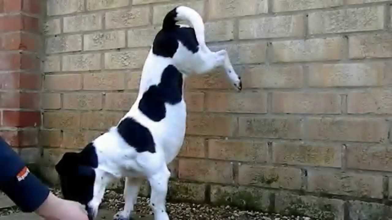 Amazing Dog Tricks by JRT Jack! - YouTube
