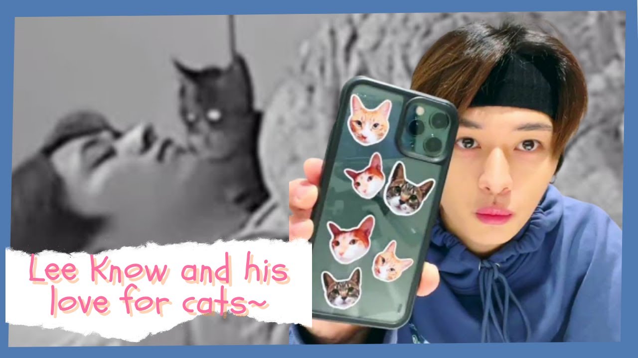 Stray Kids Lee Know and cats~ *the cutest cat lover* | let's go skz ...
