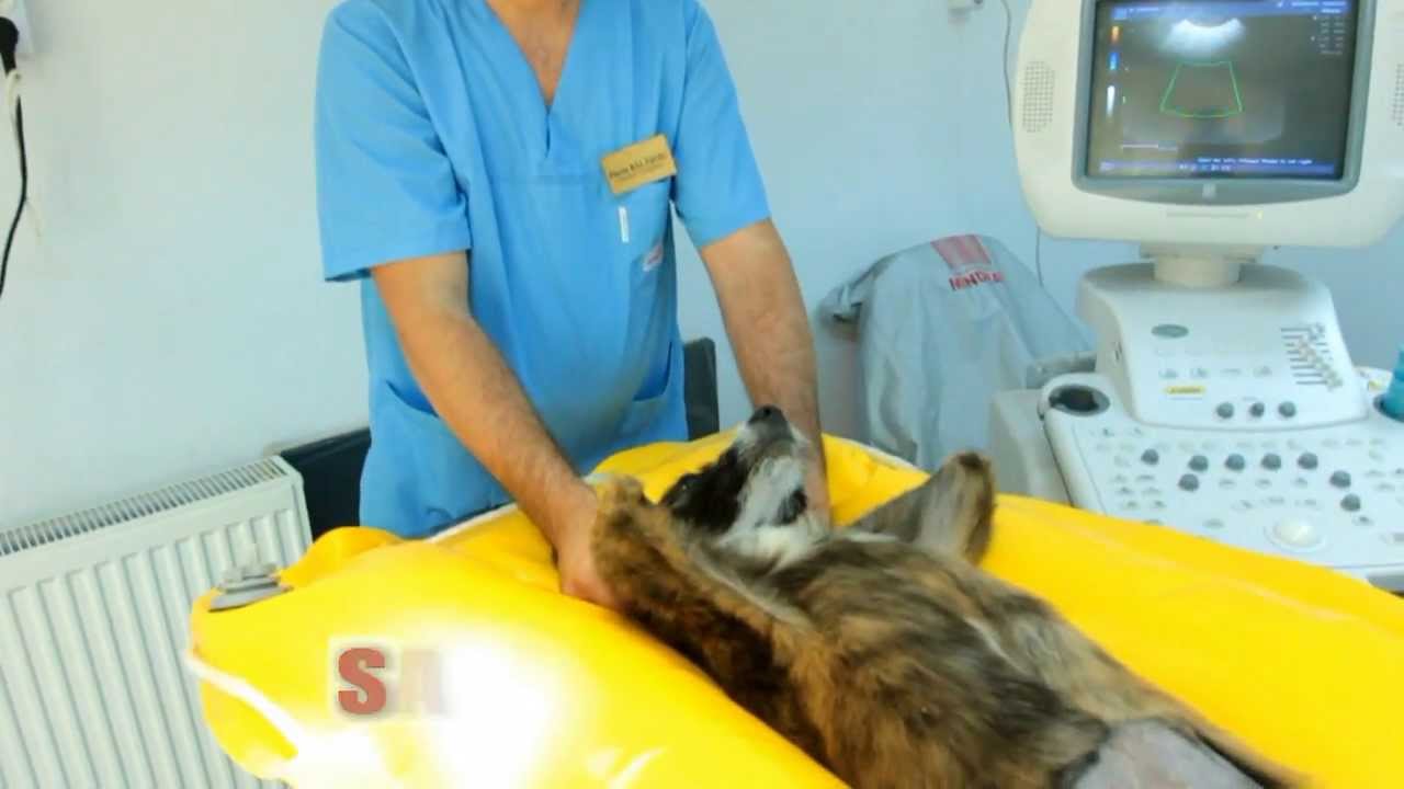 Cabinet medical veterinar - Dr. Mihai ISVORANU - YouTube