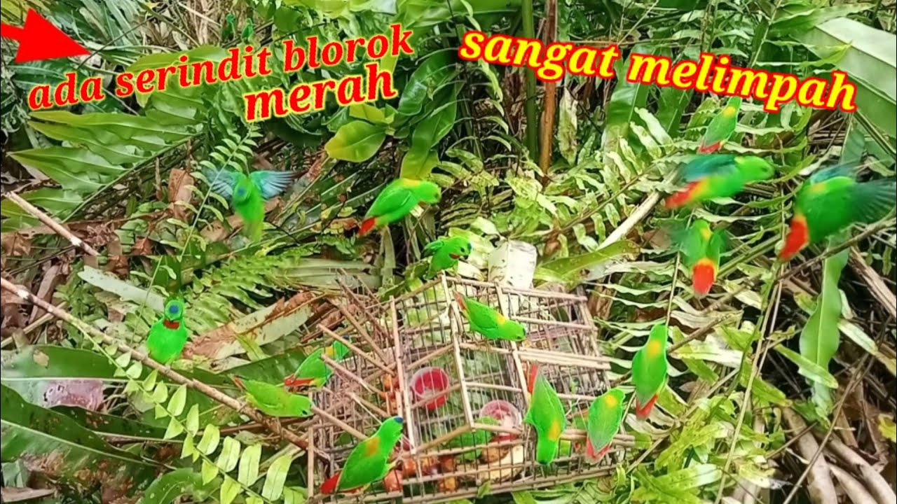 ADA SERINDIT BELOROK MERAH WAKTU MENJEBAK SERINDIT PAKAI SANGKAR PIKAT ...