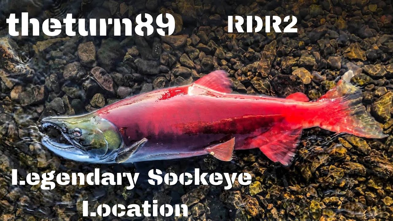 LEGENDARY SOCKEYE SALMON LOCATION RDR2 / RED DEAD REDEMPTION 2 - YouTube