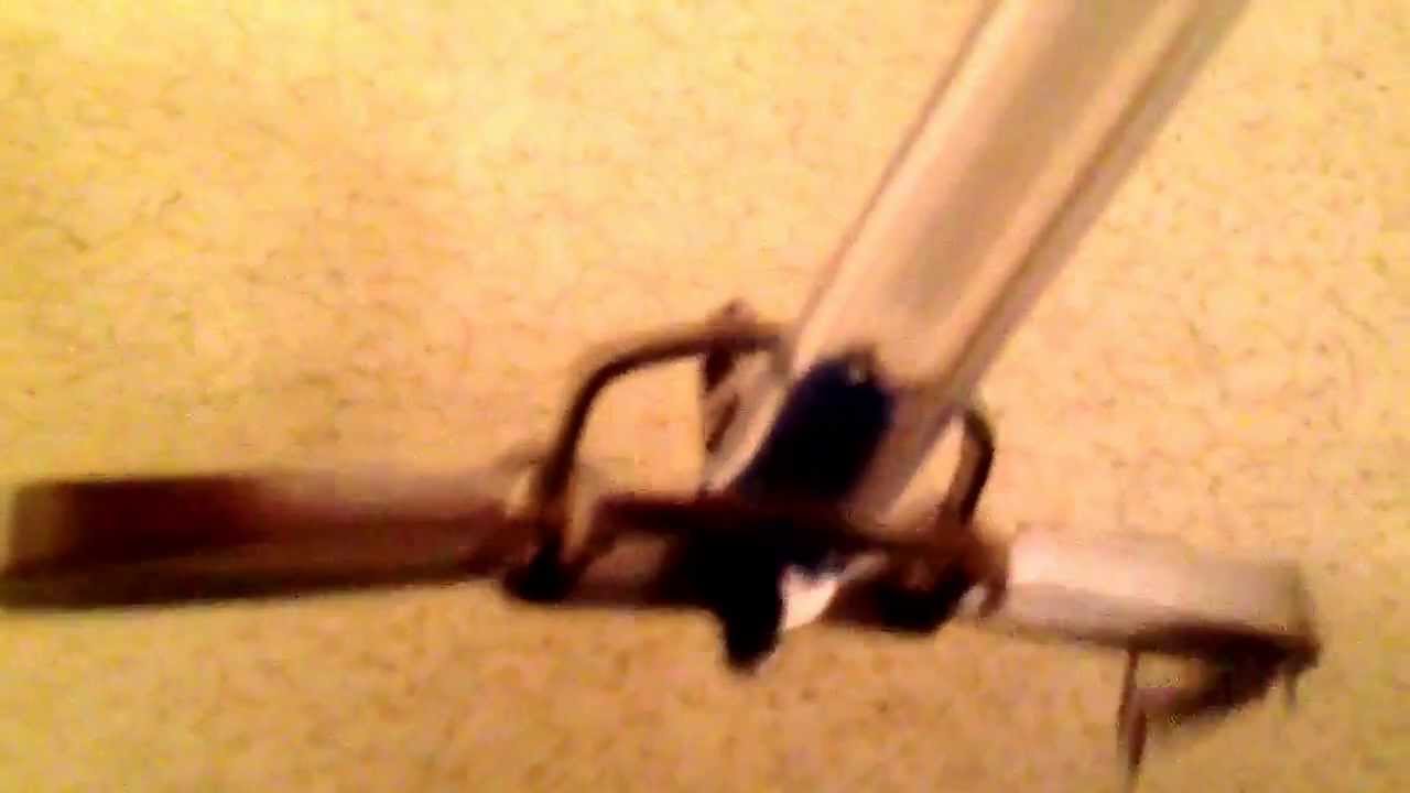 Sleepy Creek Mini Trap Demonstration - YouTube