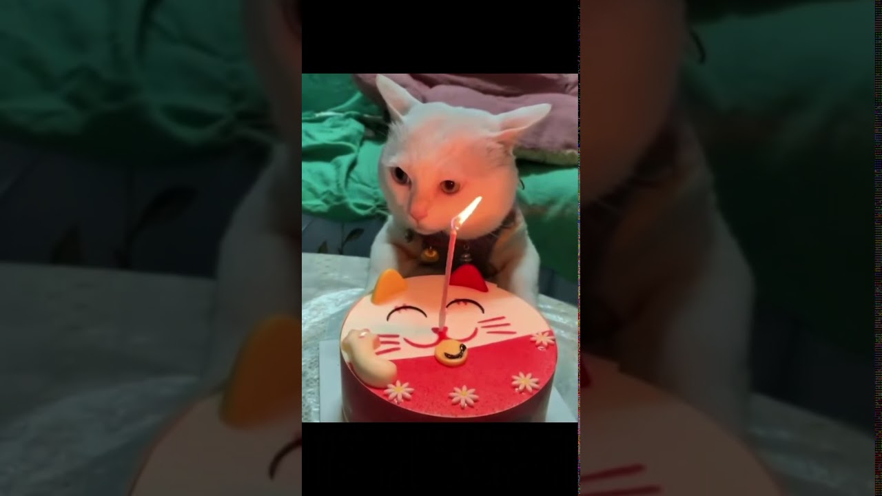 Meow Meow Birthday.. Epic Song - YouTube