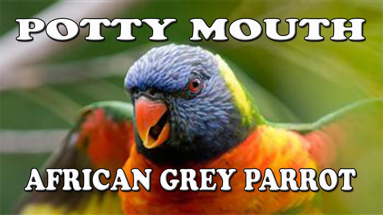 African Grey Parrot "Potty Mouth" (Filthiest Bird Ever) - YouTube