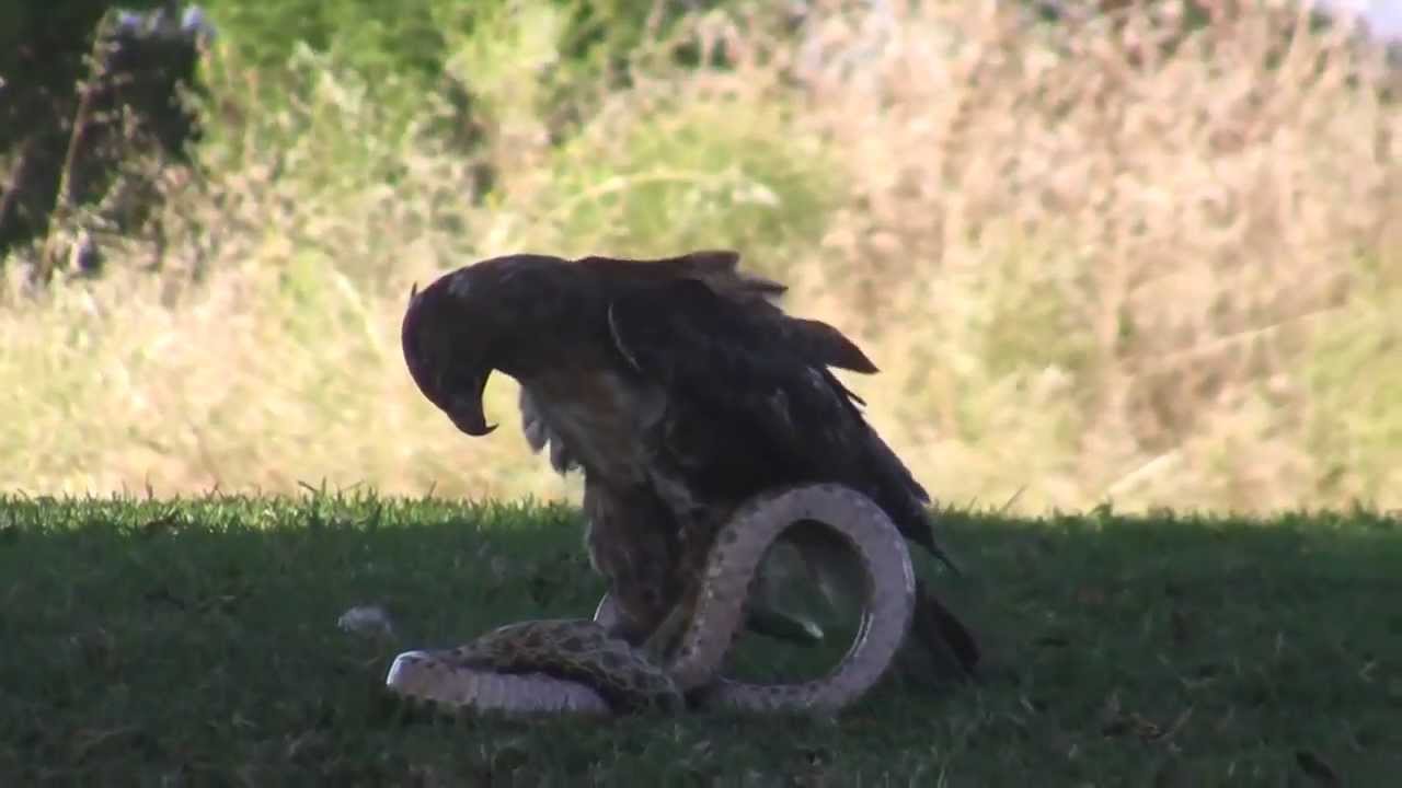 Eagle Vs Snake Fight 2 орёл против змеи - YouTube