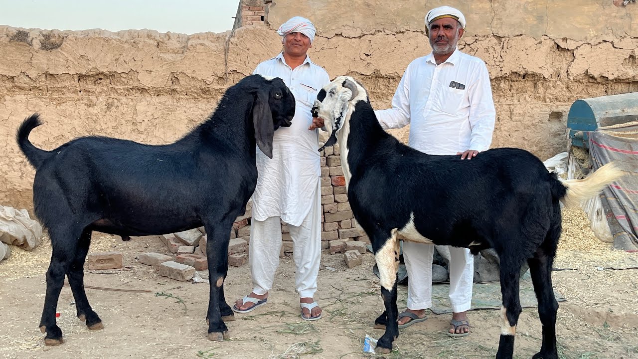 Big Beetal Male Goats at Bhatti Goat Farm Hanumangarh Rajasthan #goats ...