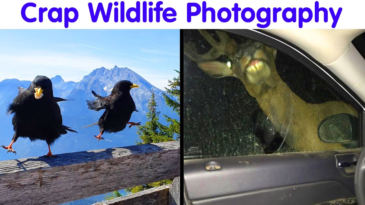 Crappy Wildlife Photos That Are So Bad They’re Good | Good Times #1 ...