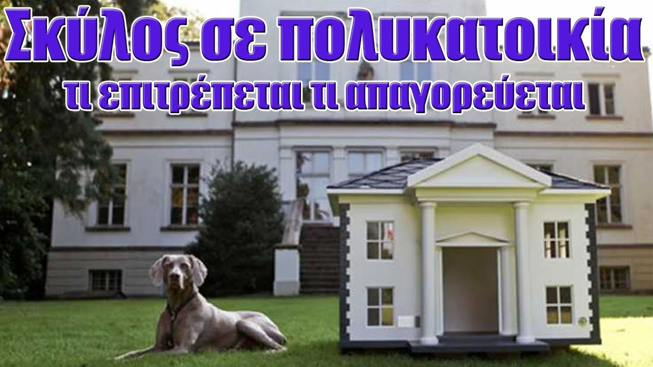 Σκυλιά σε πολυκατοικία Τι επιτρέπεται τι απαγορεύεται - YouTube