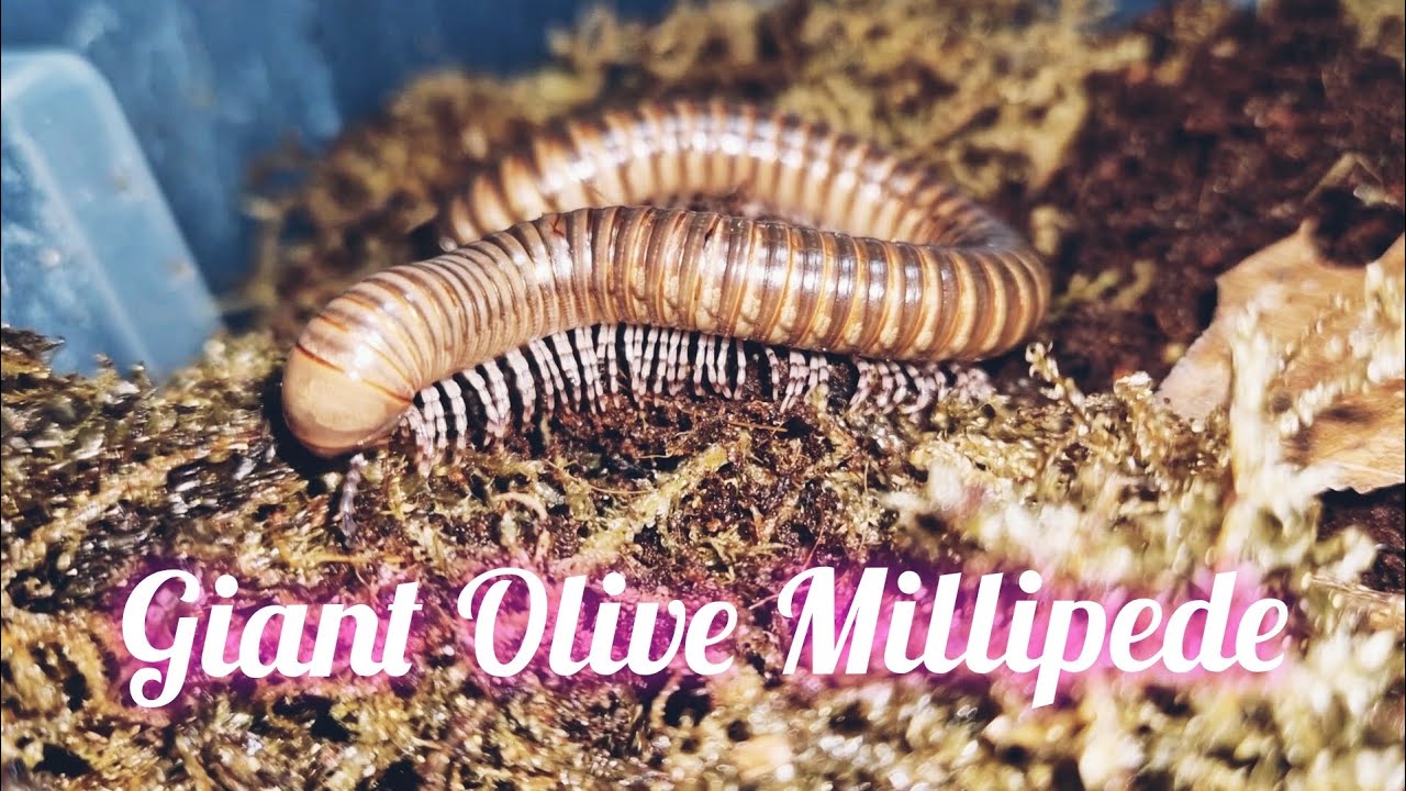 Giant Olive Millipede - YouTube