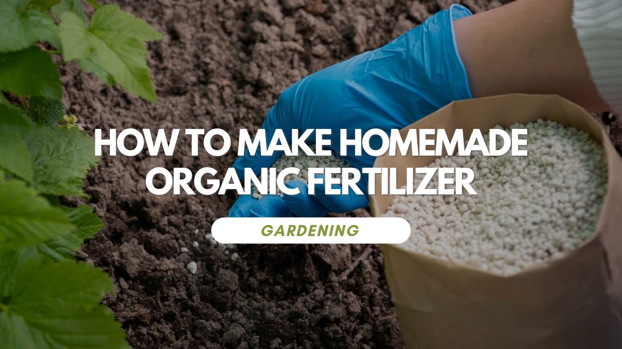 How To Make Homemade Organic Fertilizer - YouTube