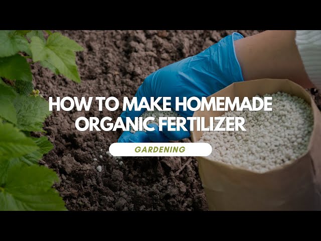 Homemade Organic Fertilizer How To Make DIY Plant Fertilizer For The