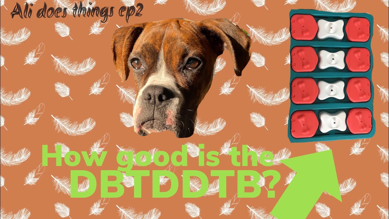 How good is the Dog Brain Teaser On Amazon???? - YouTube