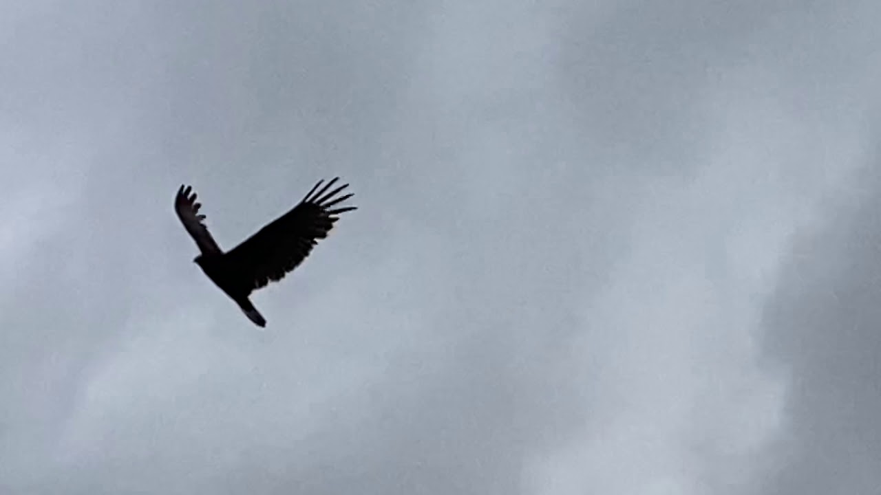 Turkey Vulture soaring in the sky - YouTube