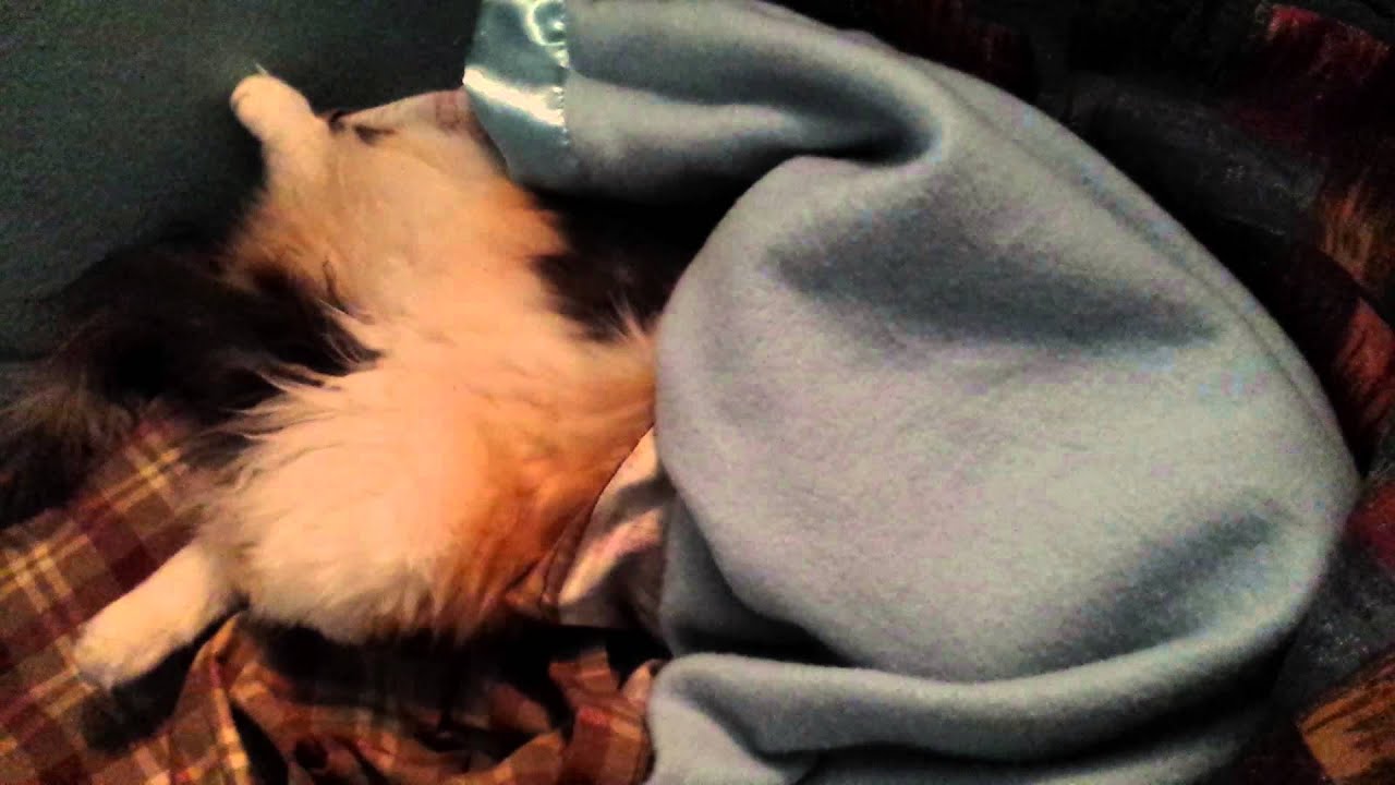 Napping Kitty Rosebud - YouTube