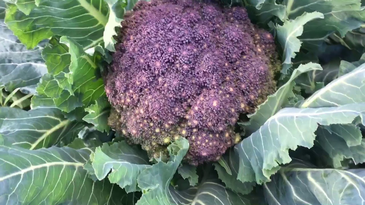 Brocoli rumanescu y brocoli lila - YouTube