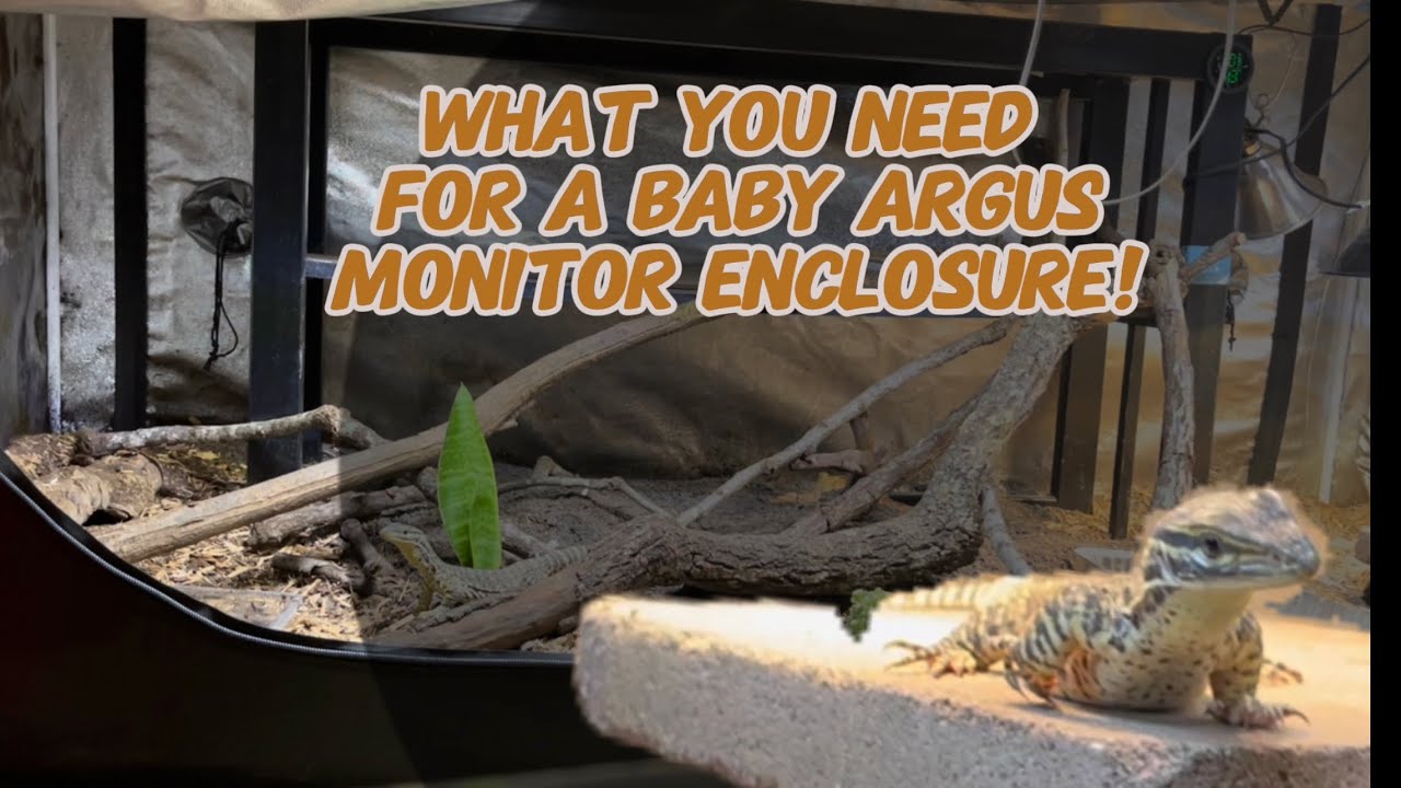 How I keep my Baby Argus Monitor Enclosure (Varanus Panoptes) - YouTube