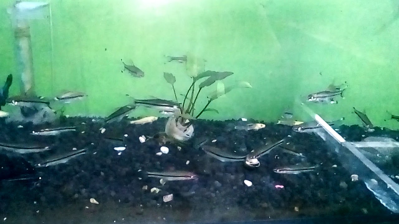 Ikan Hias Aquascape Puntius Denisoni ( Like & Subscribe) - YouTube