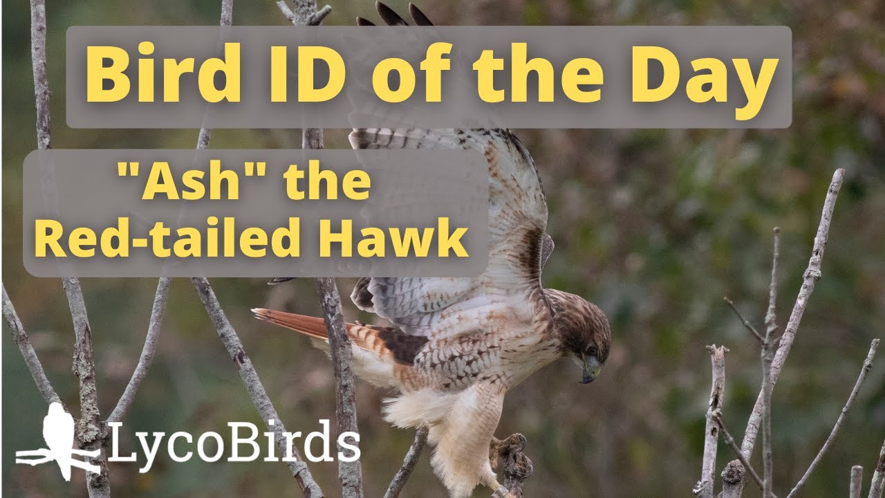 Bird ID of the Day - "Ash" the Red-tailed Hawk - YouTube