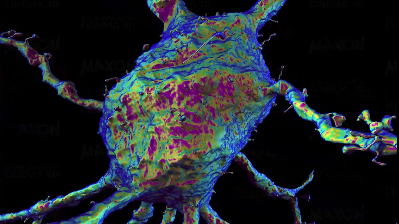 Neuron Mapped Entirely By AI - YouTube