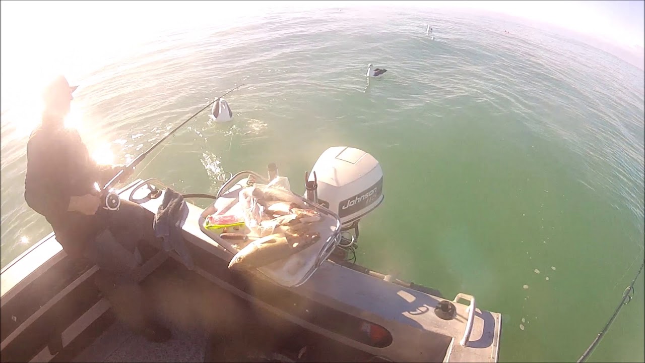 Blue cod fishing south island New Zealand - YouTube