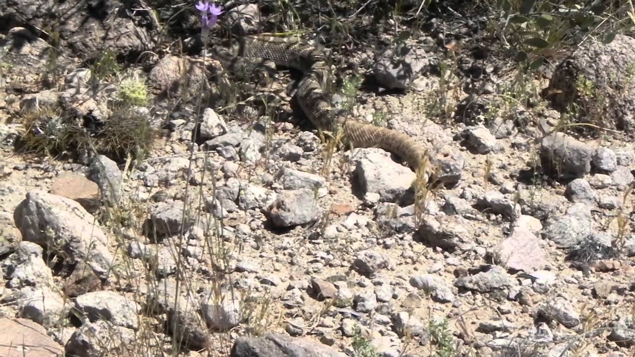 Easter Rattle Snake Tonto National Forest. Western Diamond-backed ...
