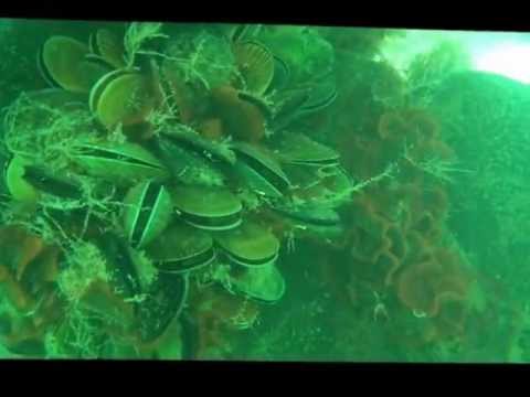 Hull Fouling Monitoring Survey, top of the South Island, New Zealand ...