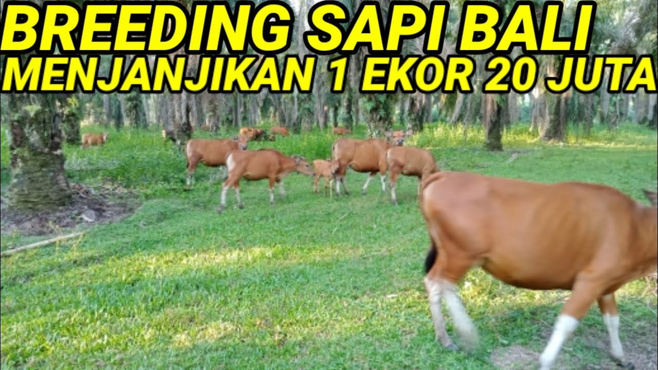 BREEDING SAPI BALI BENAR MENJANJIKAN 1 EKOR 20 JUTA - YouTube