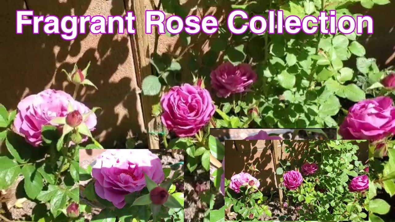 Fragrant Roses Collection | How to care for roses | Vegas Life - YouTube
