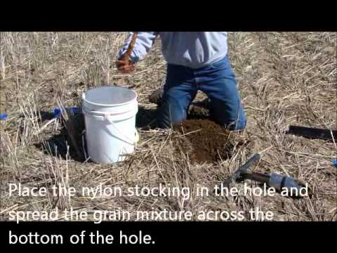 Wireworm Trapping - YouTube