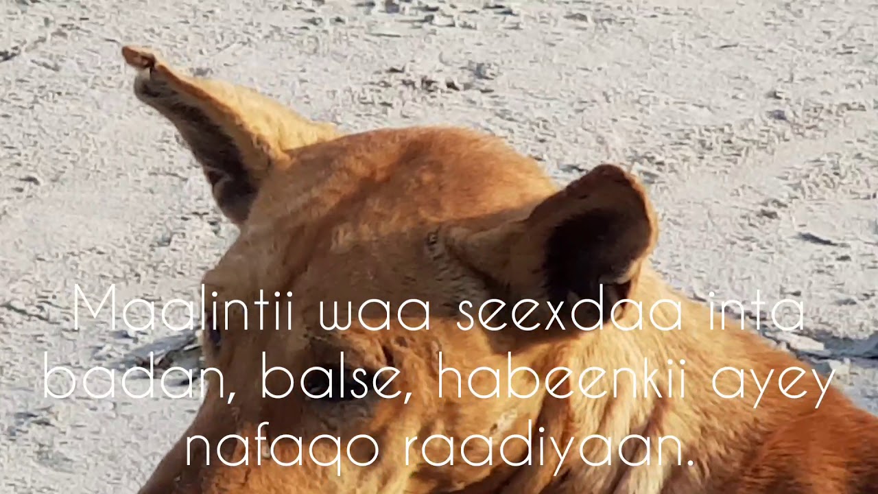 Stray dogs in Somalia. - YouTube