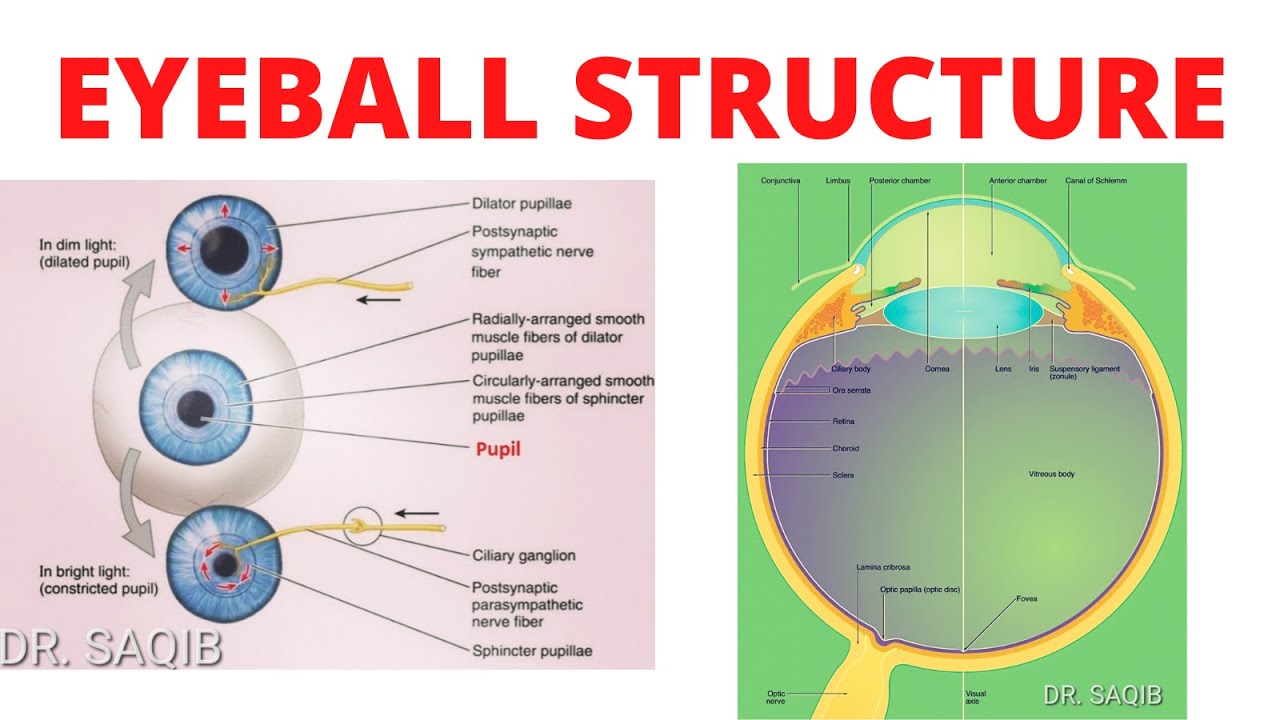 Eyeball Anatomy - YouTube