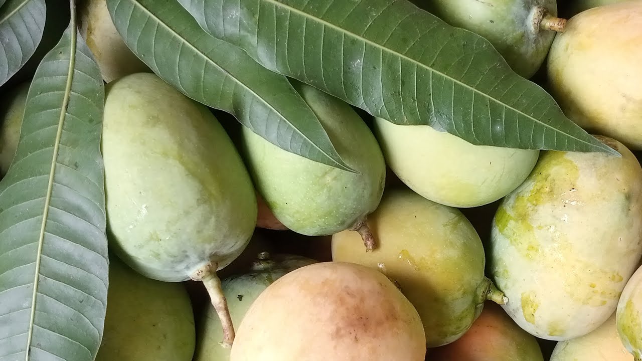 Singher Hat II Chakda farmers Market II Vegetables market - YouTube