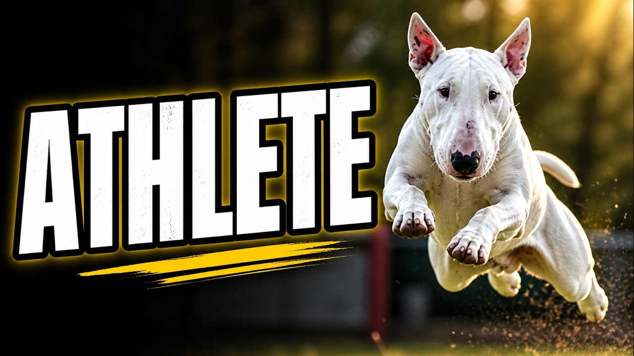 The Most Athletic Bull Terrier You’ll Ever See - YouTube