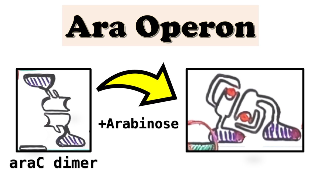 Arabinose (Ara) Operon: araC and DNA looping (deep-dive video) - YouTube